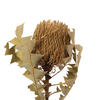 Vickerman - Item Details
